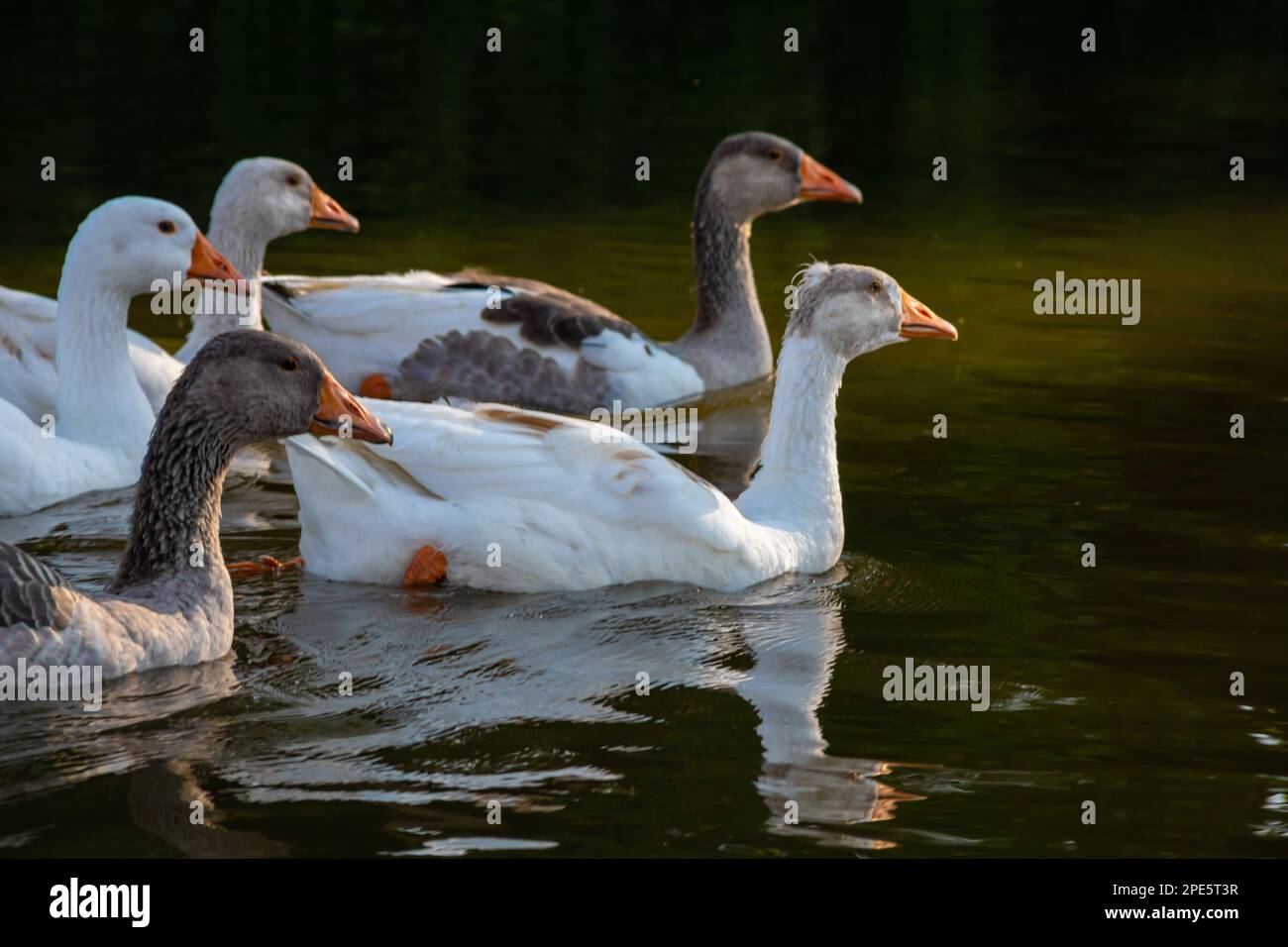 Domestic geese swim in the water. A flock of white beautiful geese in ...