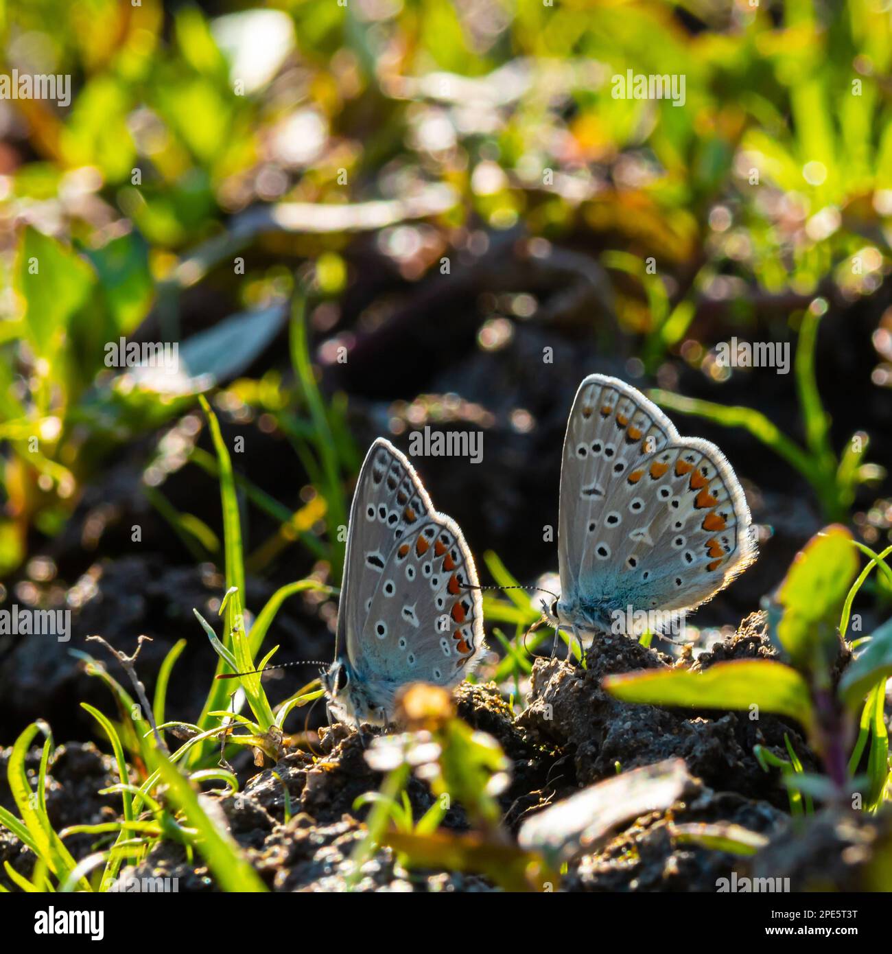In hot summer day group of butterflies spends time by the river ...