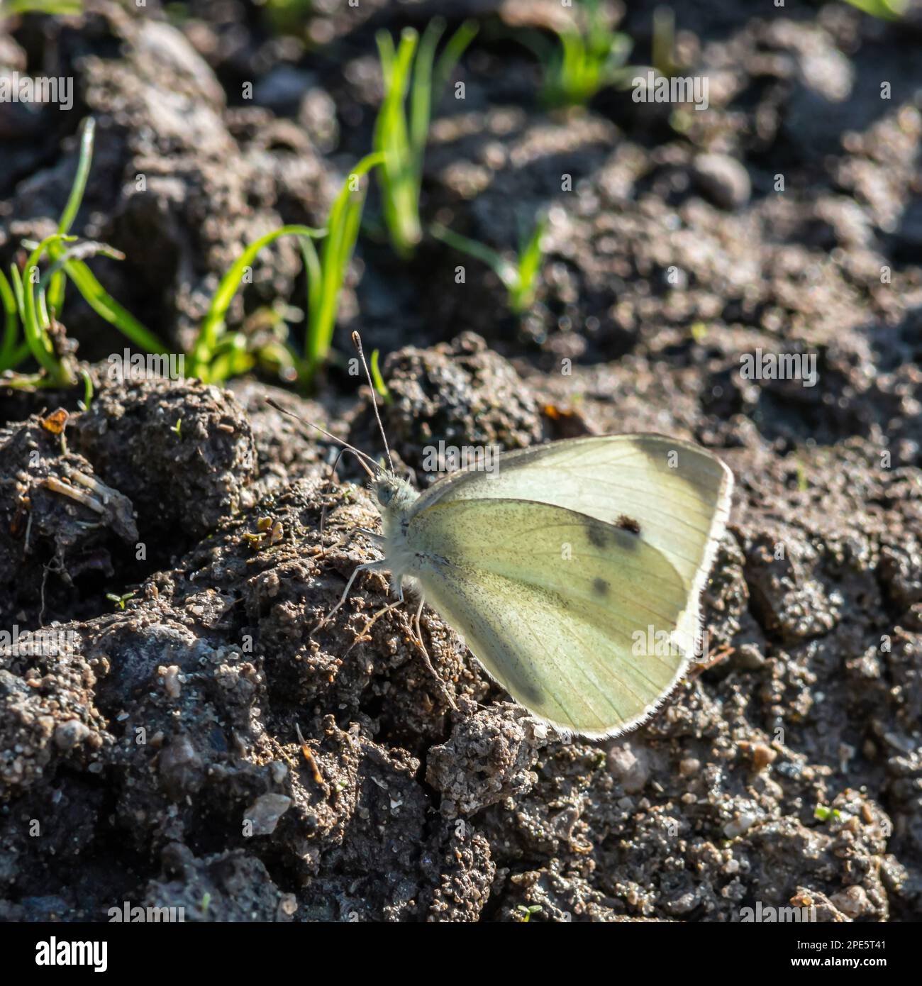 In hot summer day group of butterflies spends time by the river ...