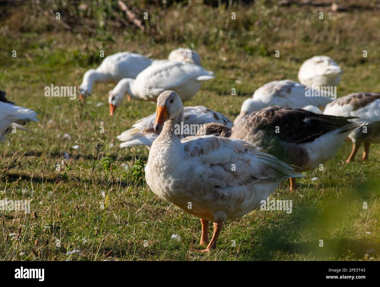 Group of white fronted geese resting and feeding in coastal golf course ...