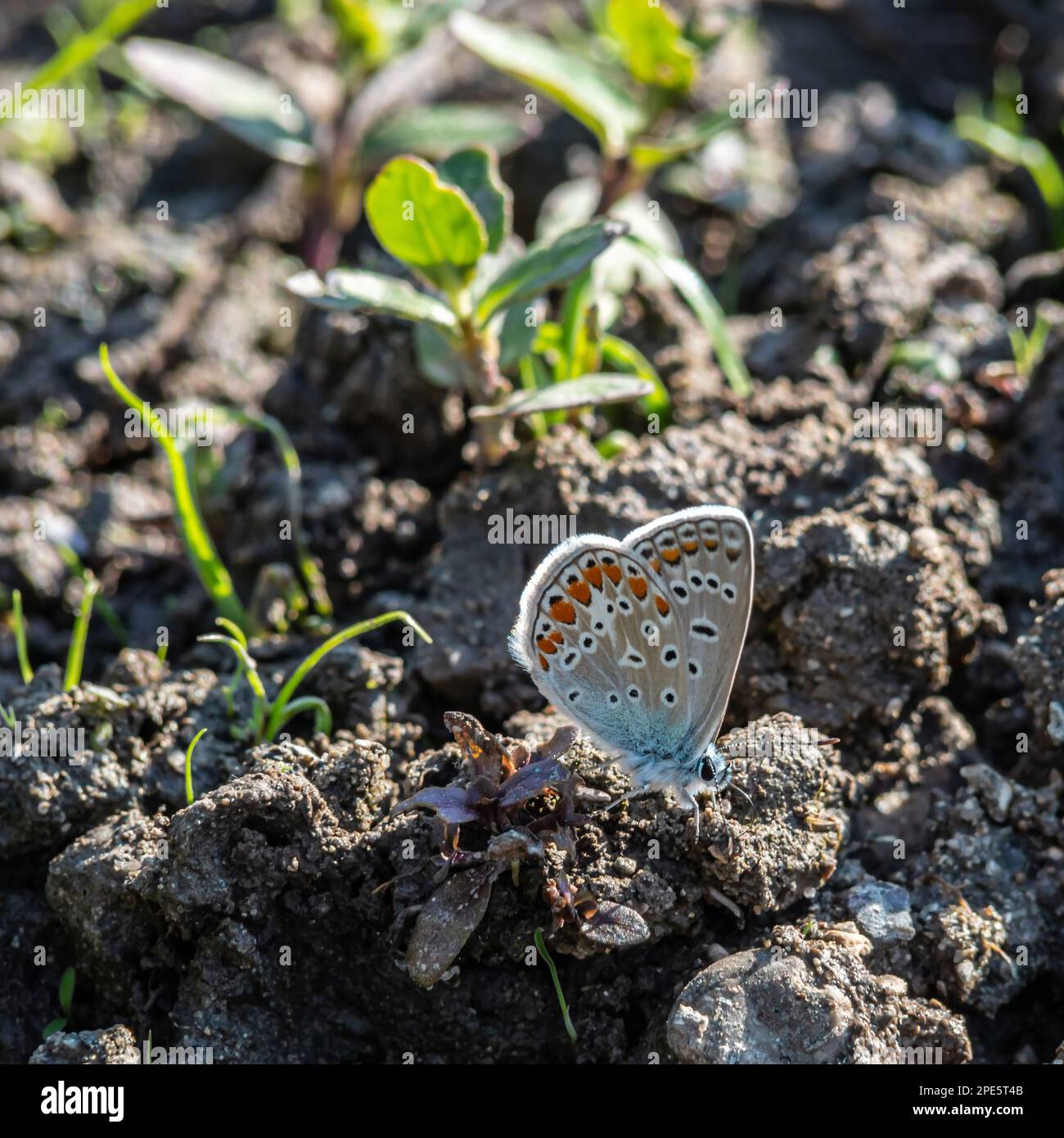 In hot summer day group of butterflies spends time by the river ...