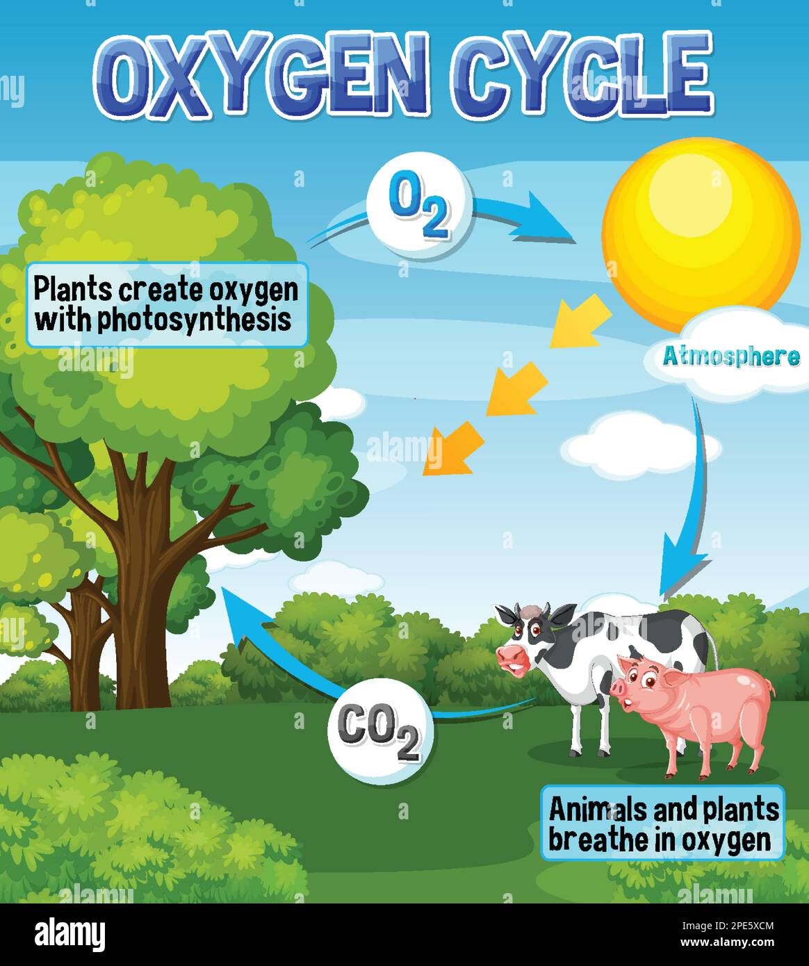 Oxygen Cycle Class 9