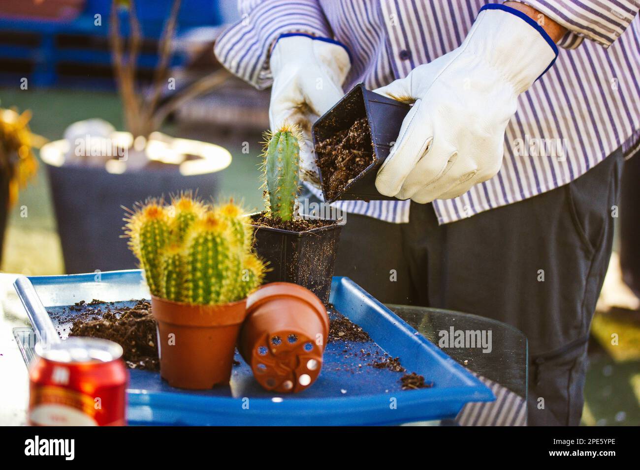 Gardener in white glows working in garden greenhouse replanting cacti ...