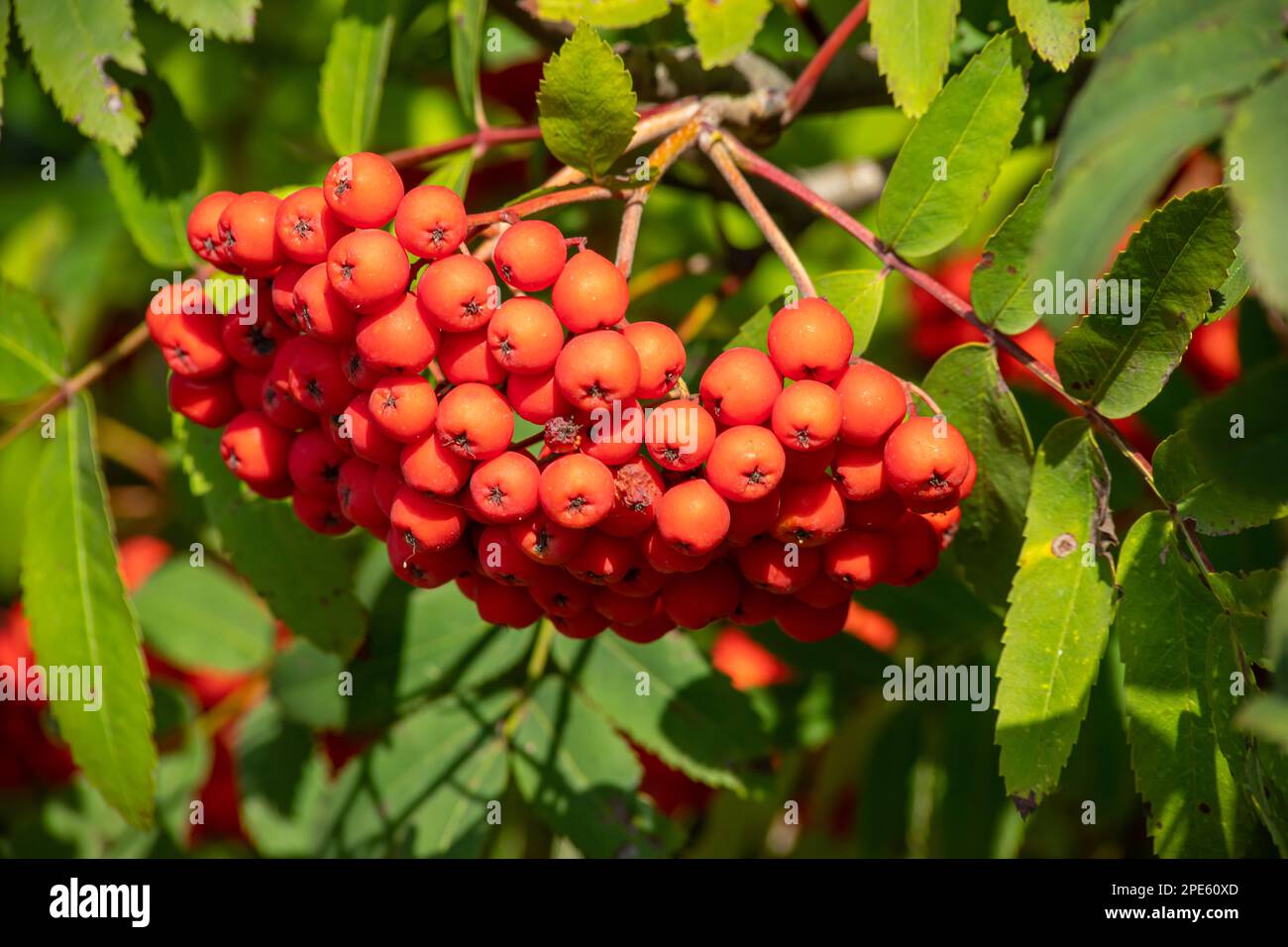 Close up on a Rowan tree branch laden with Rowen berries Stock Photo ...