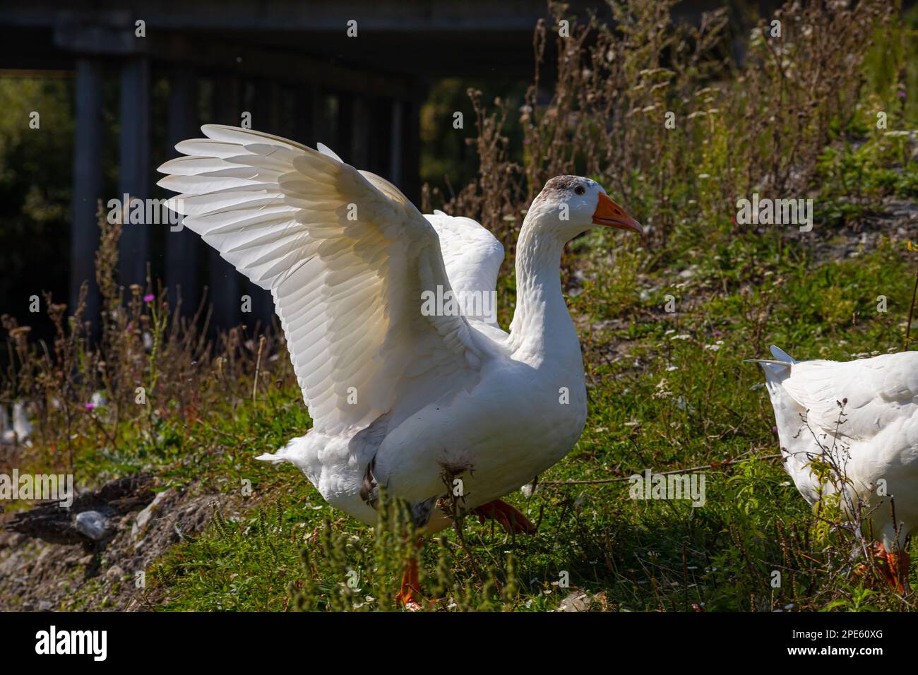 Domestic geese swim in the water. A flock of white beautiful geese in ...