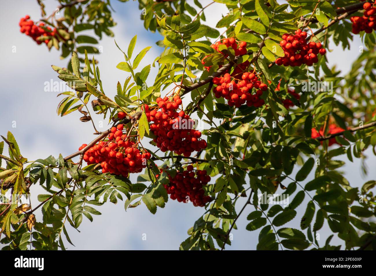 Close up on a Rowan tree branch laden with Rowen berries Stock Photo ...