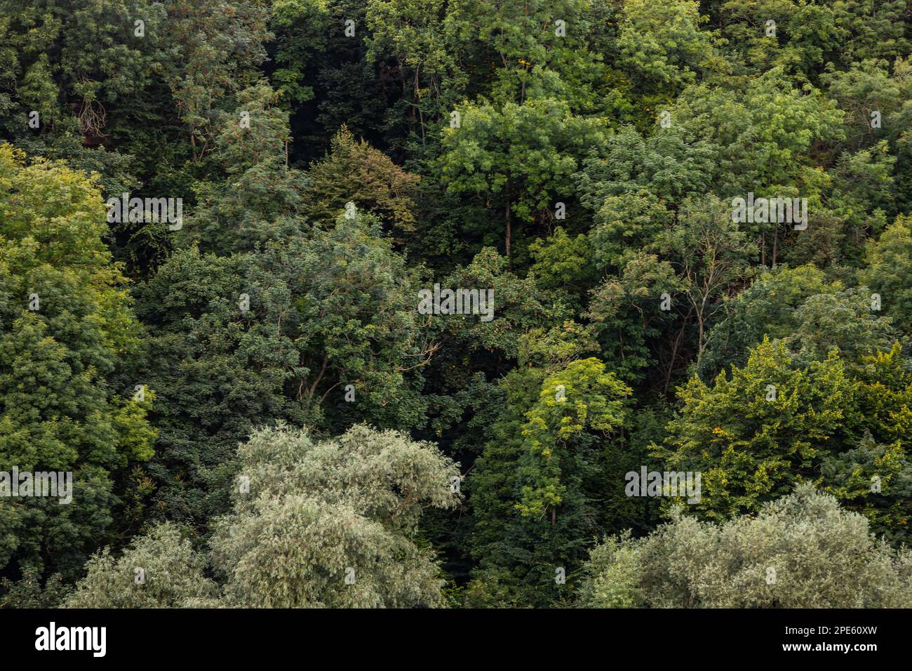 Aerial view of a dense forest. There are many trees, bushes and green ...