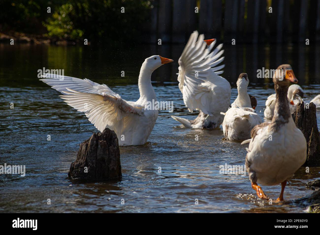 Domestic geese swim in the water. A flock of white beautiful geese in ...