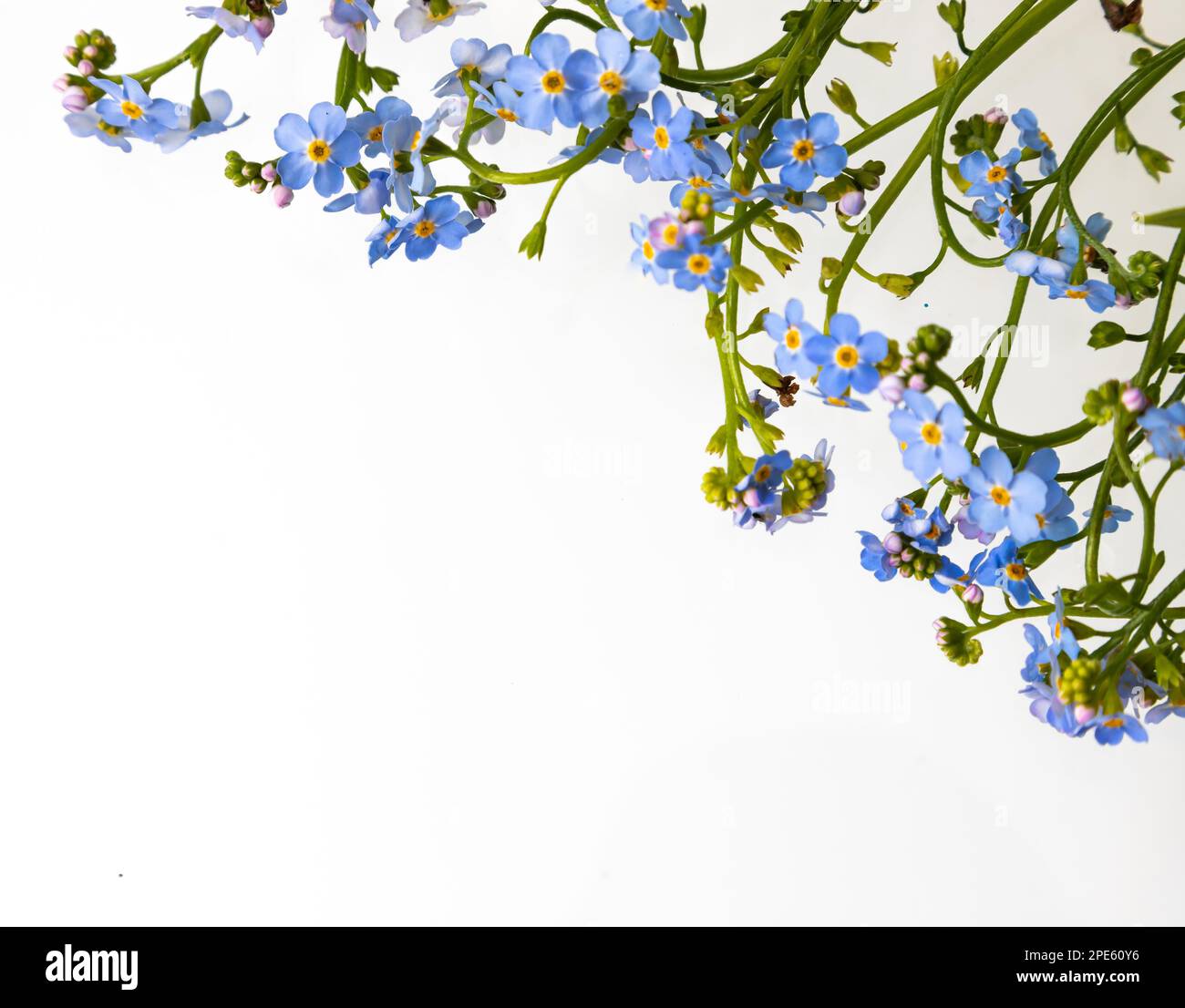 Spring is coming - bunch of forget-me-nots over white background Stock ...