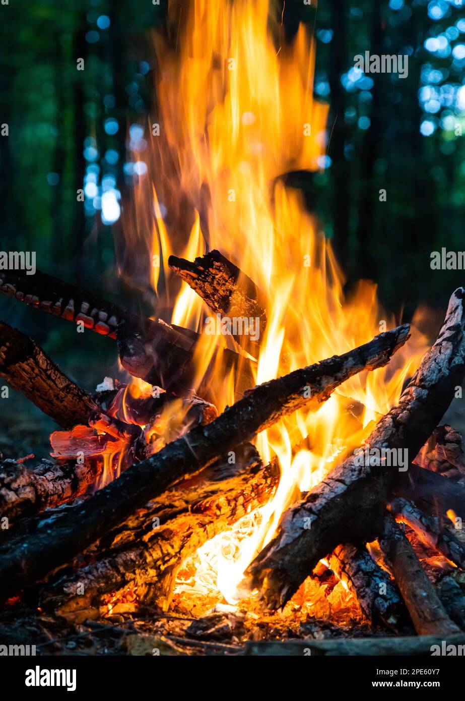 Burning fire. The bonfire burns in the forest. Texture of burning fire ...
