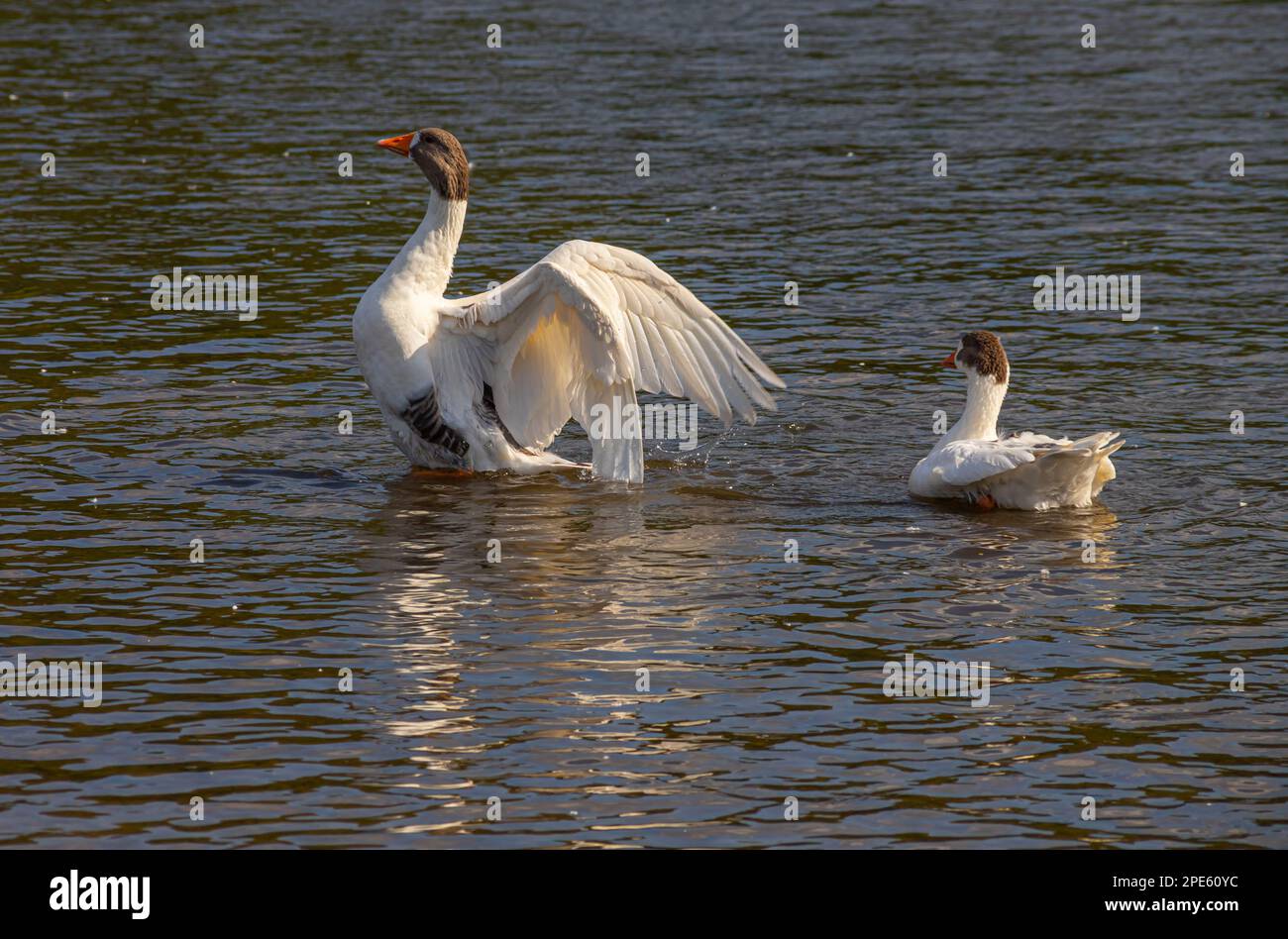 Domestic geese swim in the water. A flock of white beautiful geese in ...