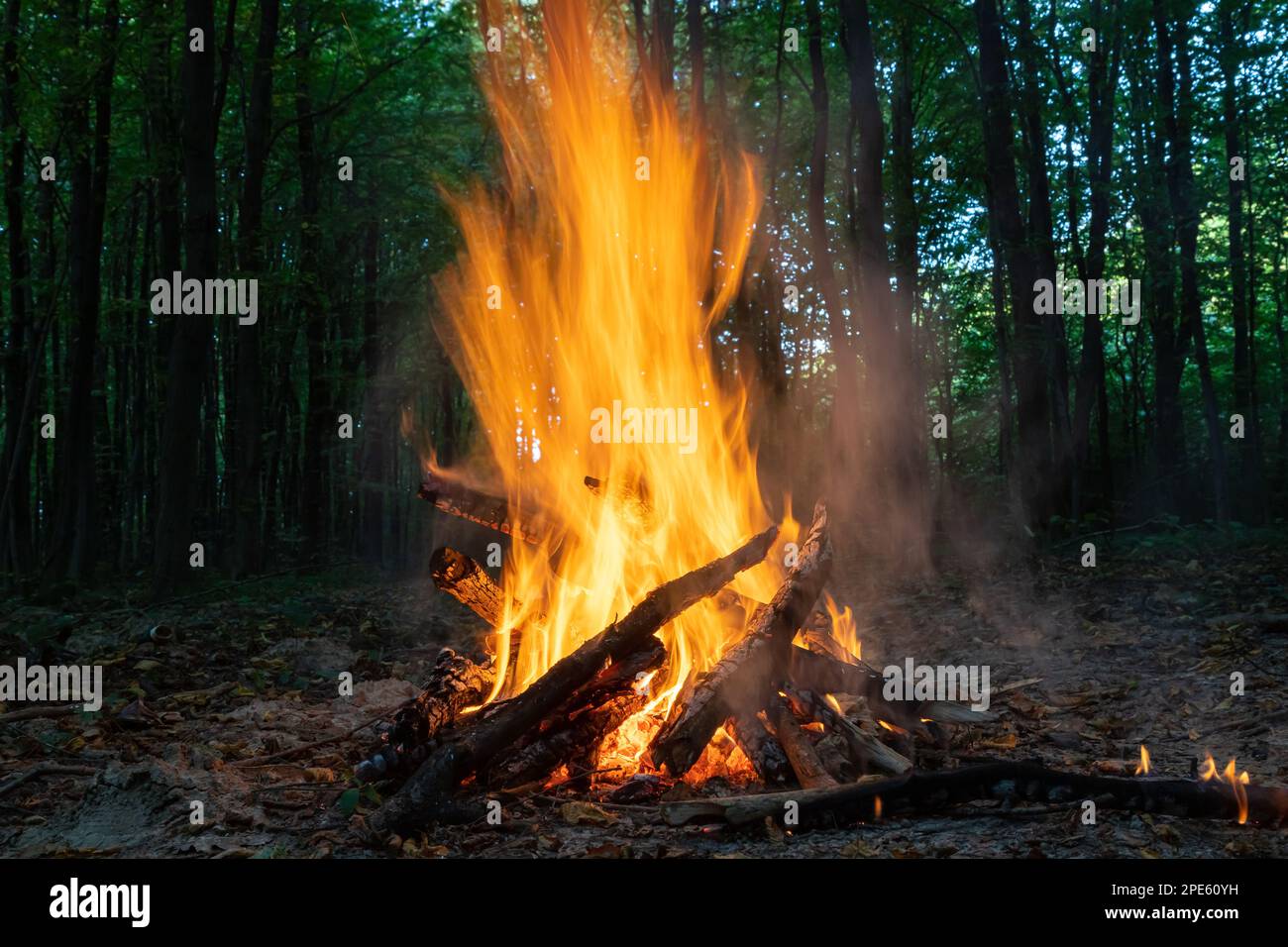 Burning fire. The bonfire burns in the forest. Texture of burning fire ...