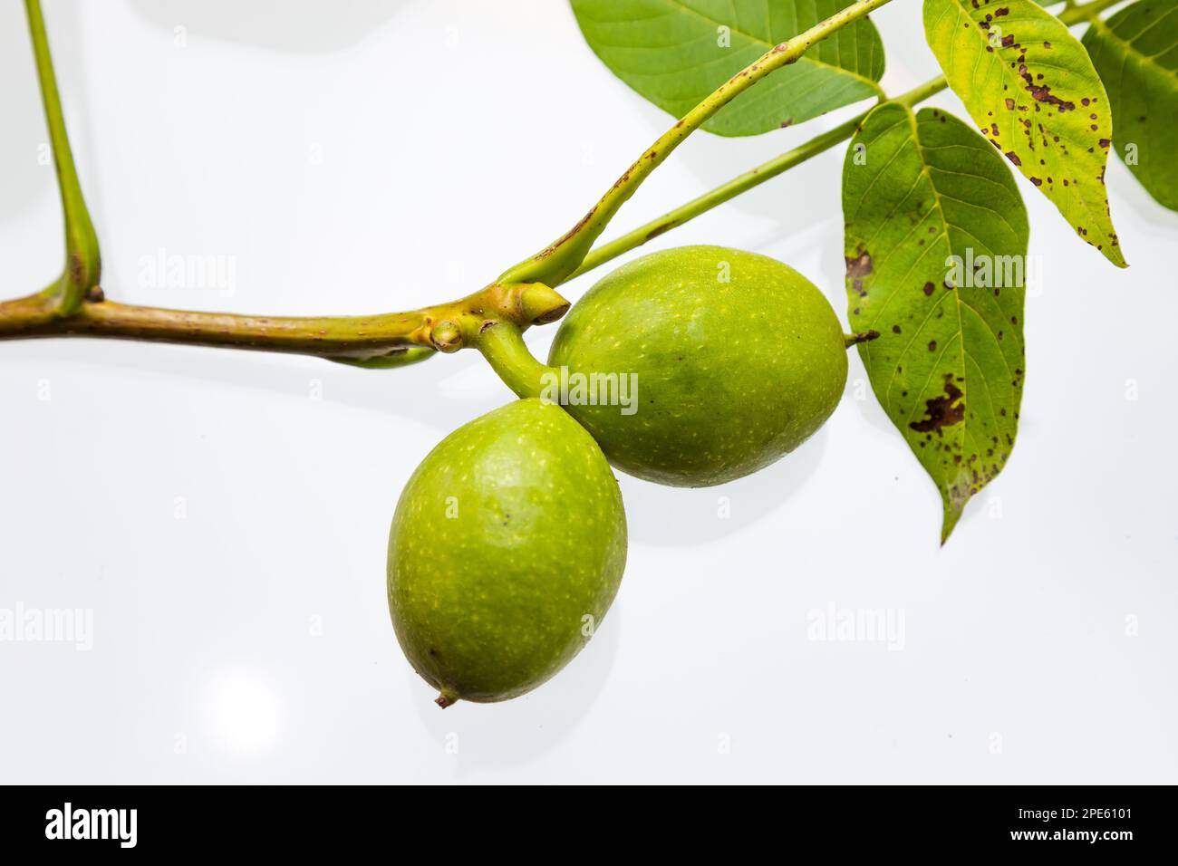 Walnuts green close-up isolated on a white background Stock Photo - Alamy