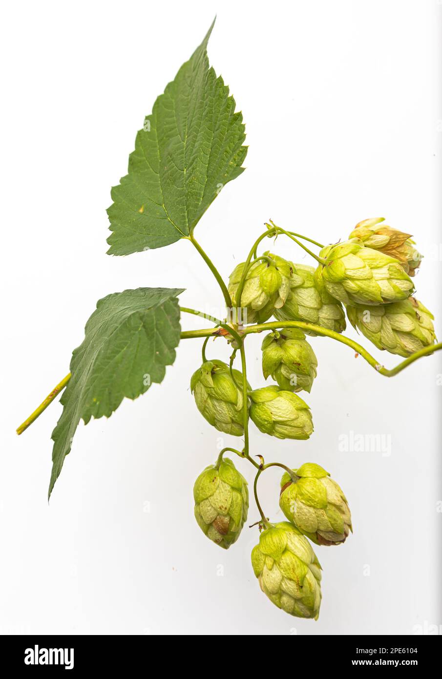 Close up view of single hop cone with leaf. Isolated on white Stock ...