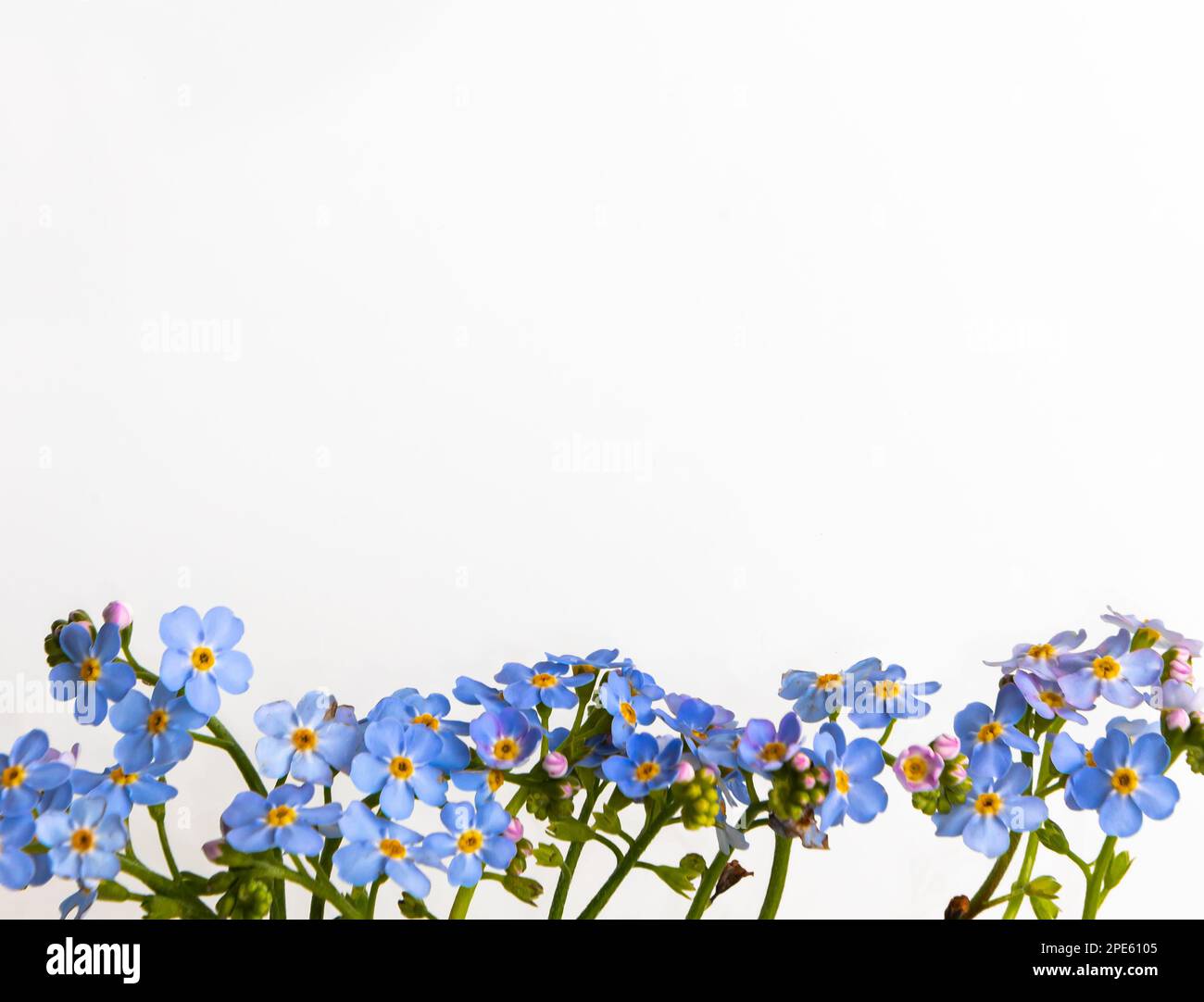 Love me nots hi-res stock photography and images - Alamy
