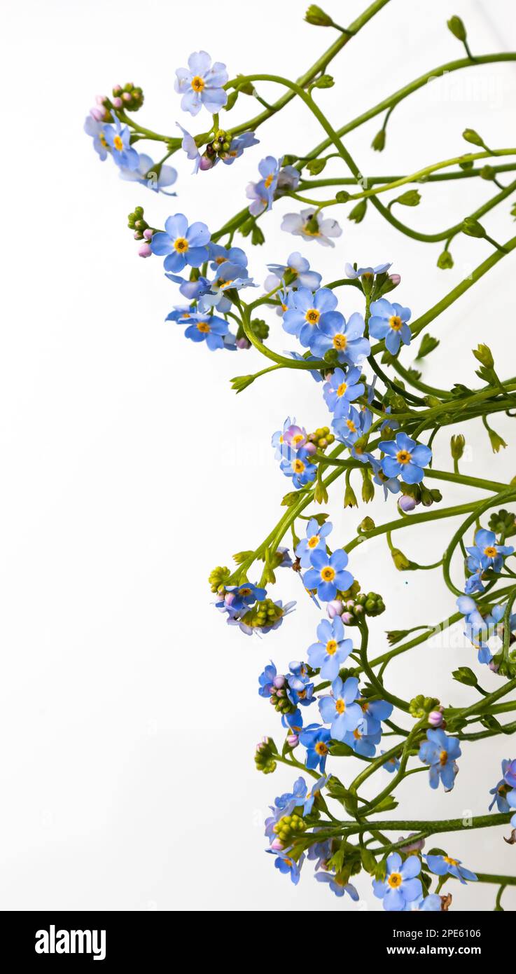 Spring is coming - bunch of forget-me-nots over white background Stock ...