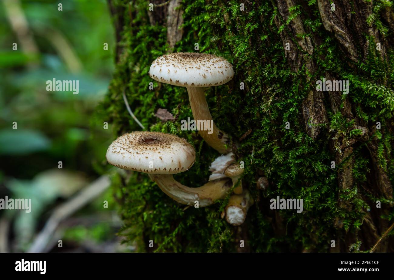 Group of edible wild mushrooms - honey agaric. Family of mushrooms ...
