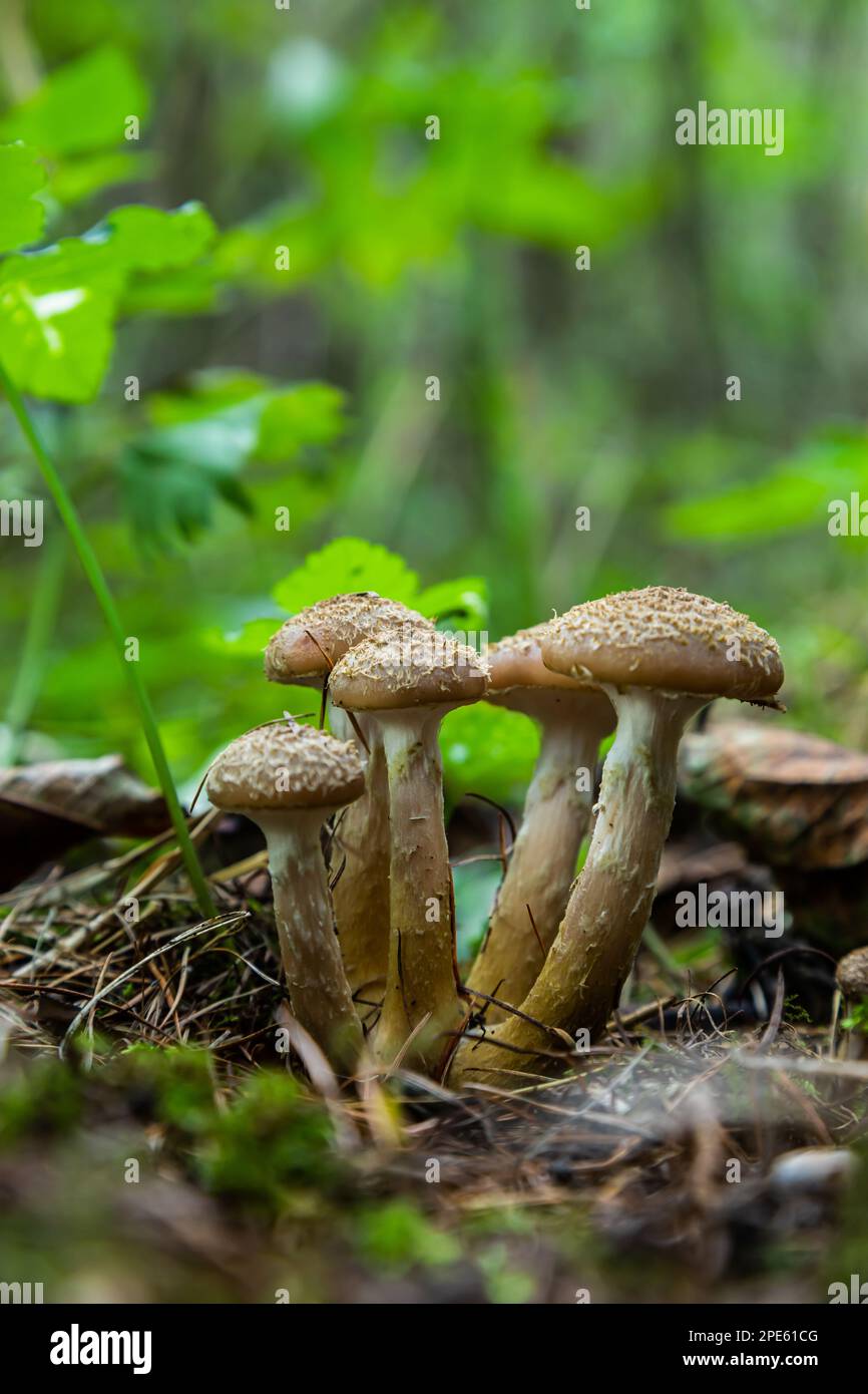 Group of edible wild mushrooms - honey agaric. Family of mushrooms ...