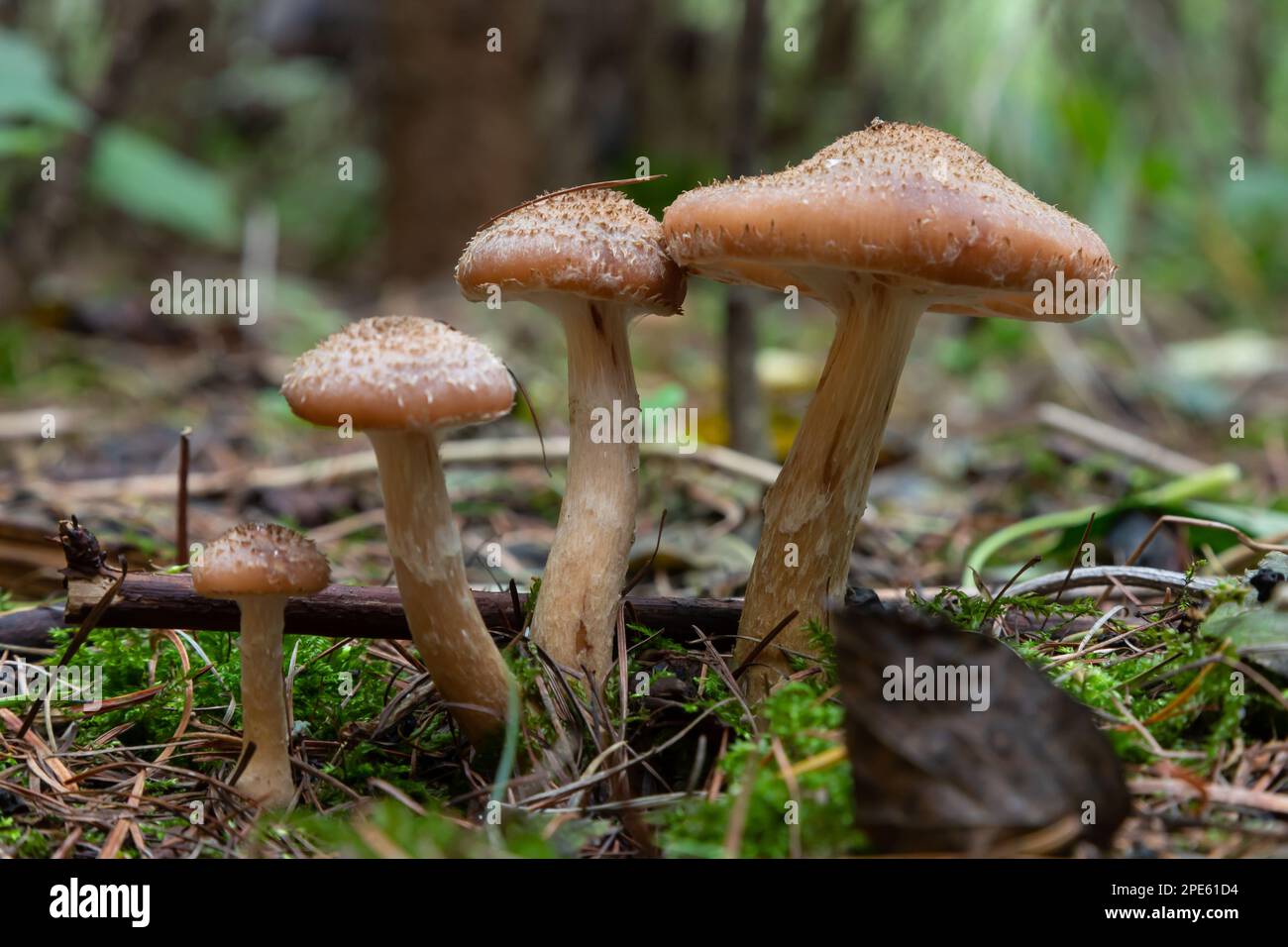 Group of edible wild mushrooms - honey agaric. Family of mushrooms ...