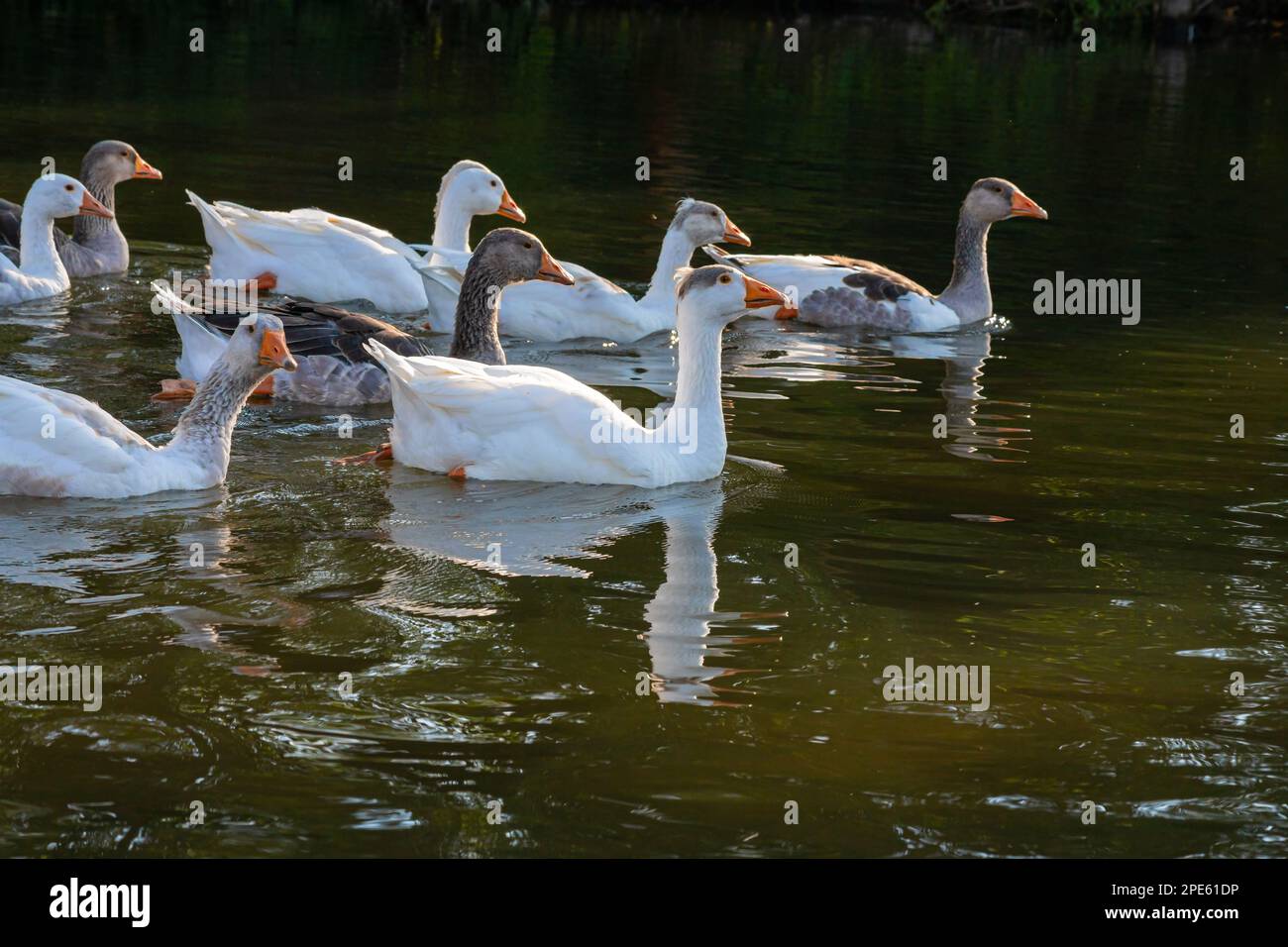 Domestic geese swim in the water. A flock of white beautiful geese in ...