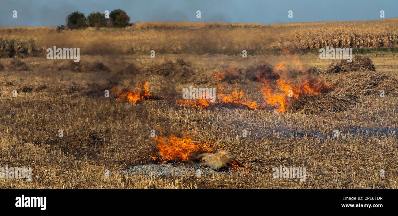 incineration of agricultural waste - smog and pollution. Harmful ...