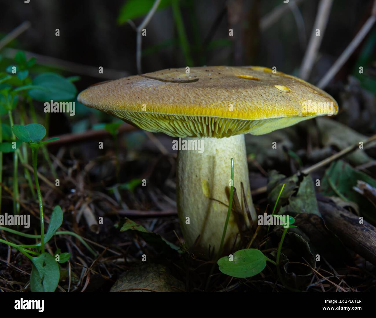 Autumn delicate, beautiful mushroom macro close up of fruiting fungi on ...