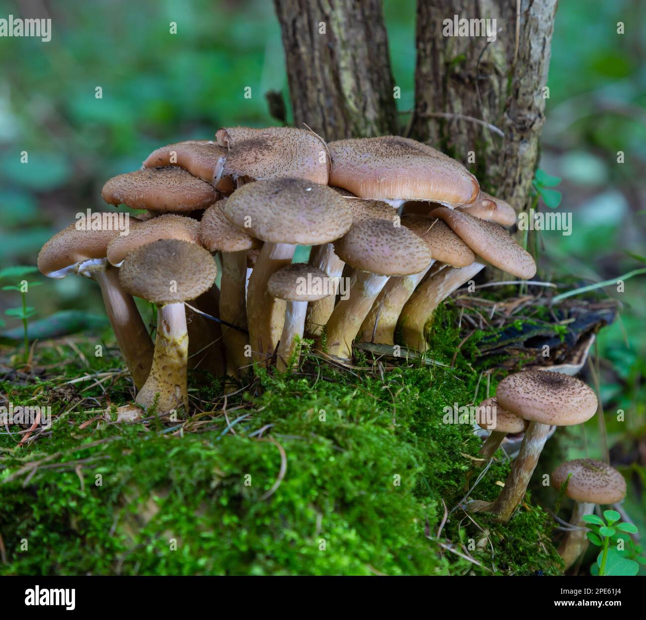 Group of edible wild mushrooms - honey agaric. Family of mushrooms ...