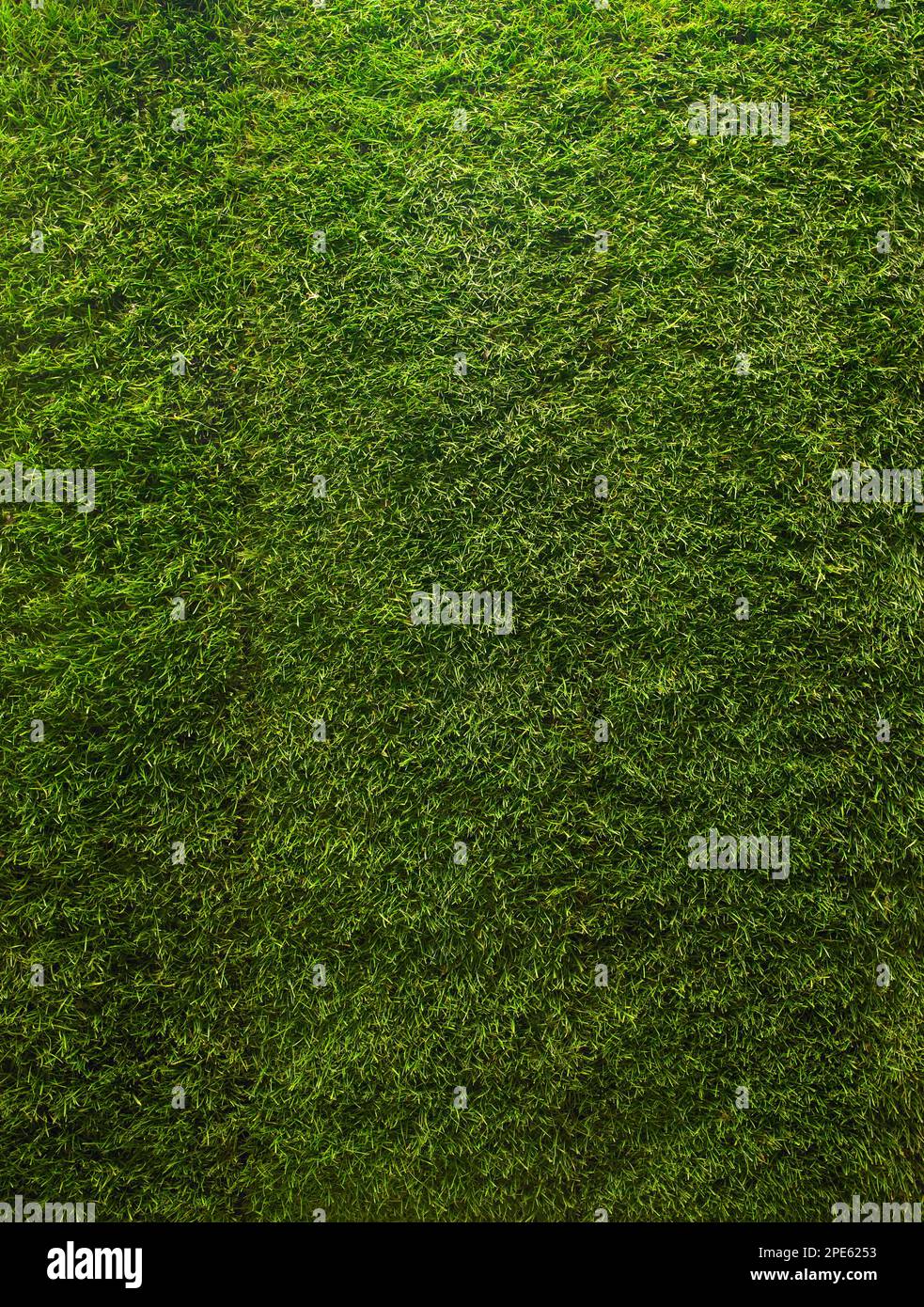 grass-grown on white background Stock Photo - Alamy