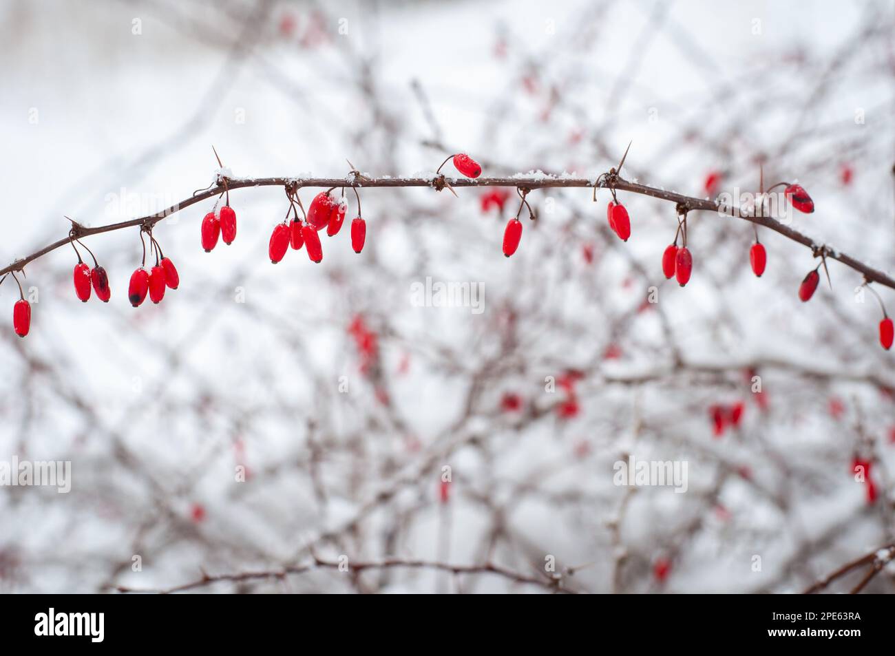 Branches of common barberry (Berberis vulgaris) in winter with red ripe ...