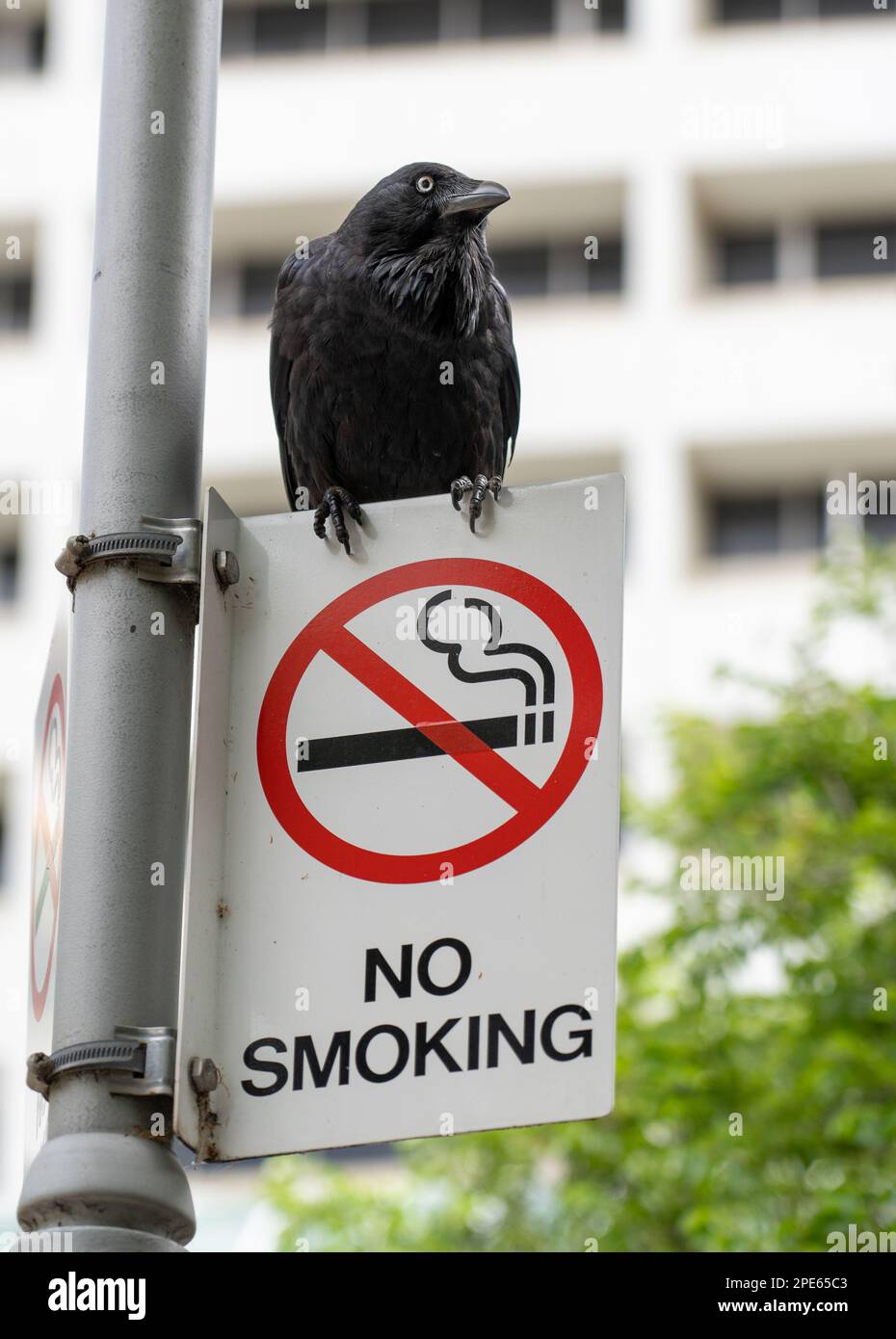 A black crow perched on a 'No Smoking' sign, gazing intently at it ...