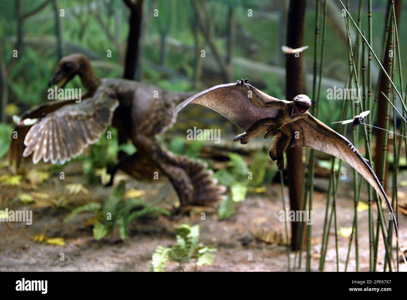 A model of a Feholopterus ningchengensis, right, a flying reptile ...