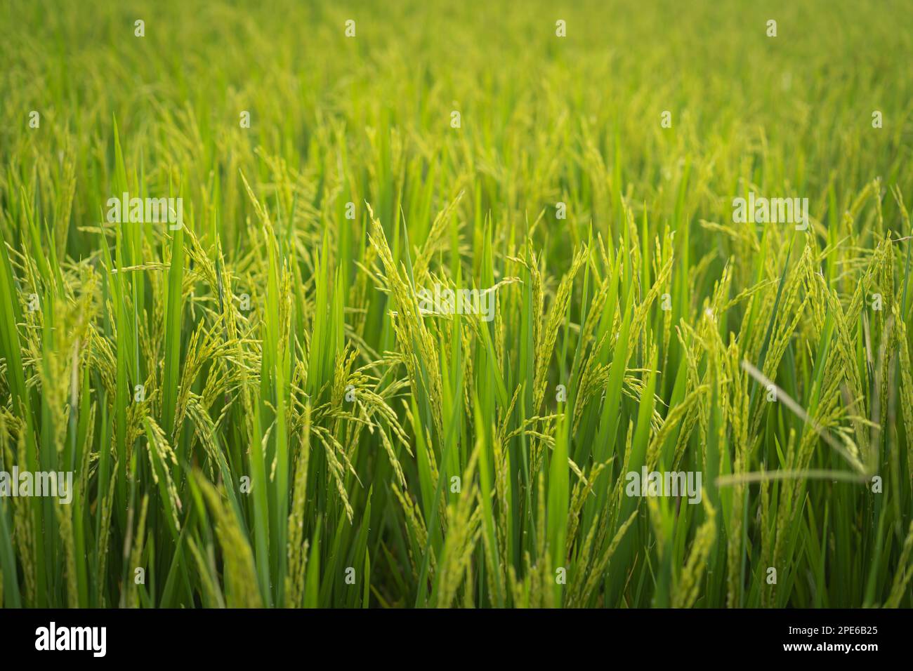 Rice field or paddy field. Close up yellow rice seed ripe and green ...