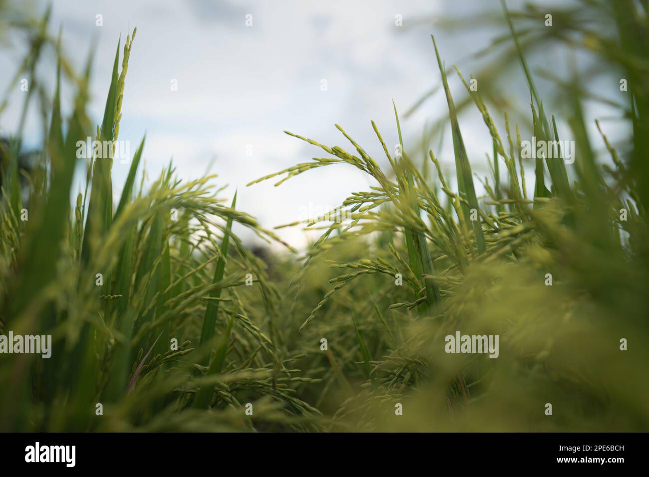 Vietnam thailand hi-res stock photography and images - Alamy