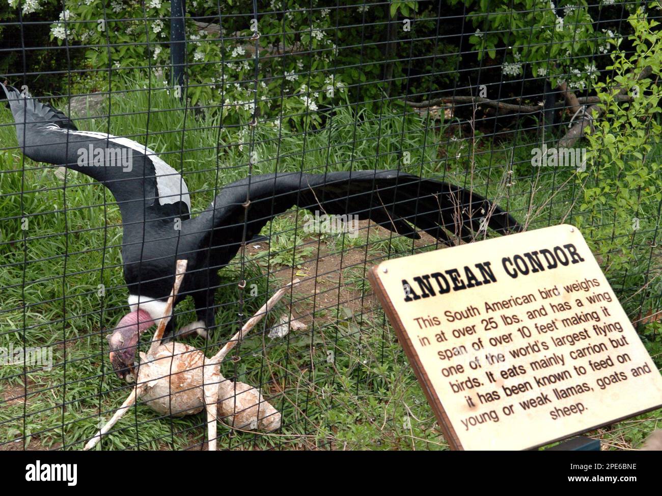 Thaao, a 75 year-old Andean condor, is shown Sunday, May 8, 2005, at ...