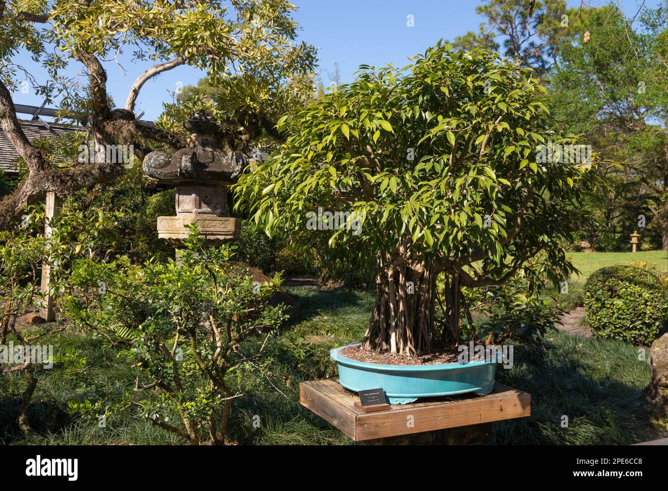 Bonsai tree in a nursery at the Morikami Museum and Japanese Garden ...
