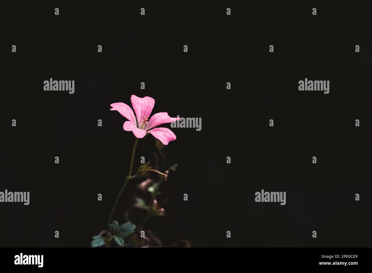 A pink poetic flower with a black background Stock Photo - Alamy