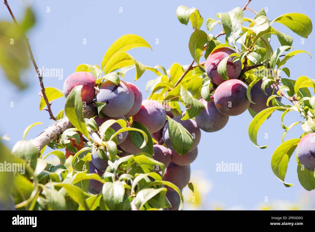 An abundance of plums, their rich flavor and juicy texture promising a ...