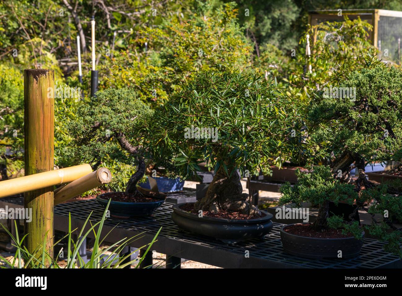 Bonsai nursery at the Morikami Museum and Japanese Garden, Delray Beach ...