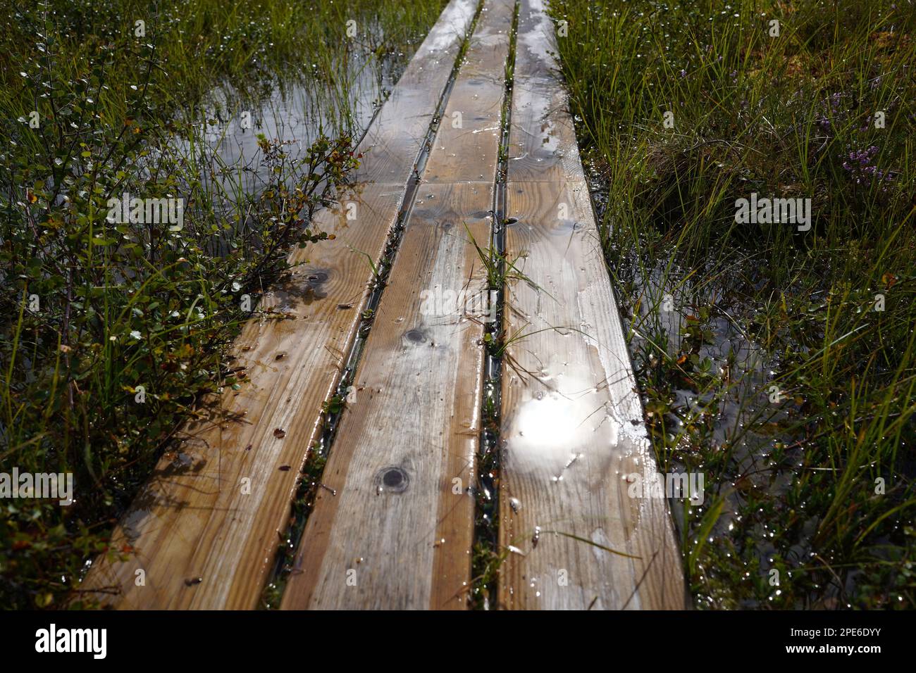 Wooden Path, Lofoten, Norway Stock Photo - Alamy