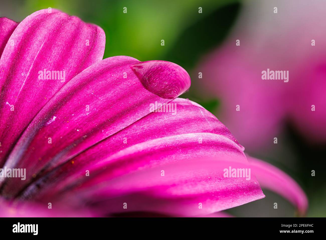 Macro photography of a Cape daisy flower - Osteospermum ecklonis Stock ...