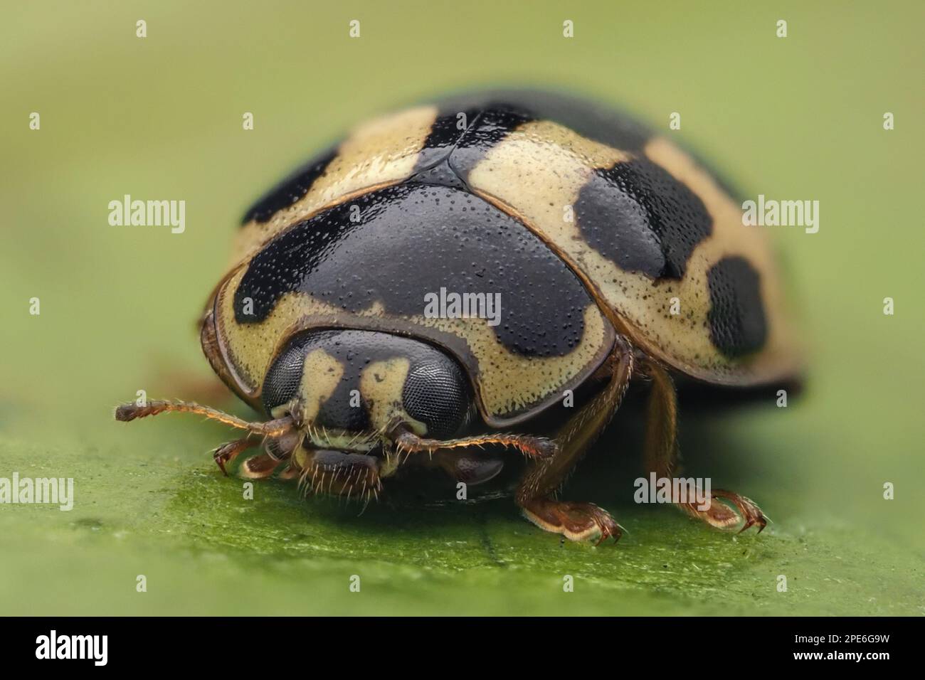 Overwintering 14 spot Ladybird (Propylea quattuordecimpunctata) on ivy ...