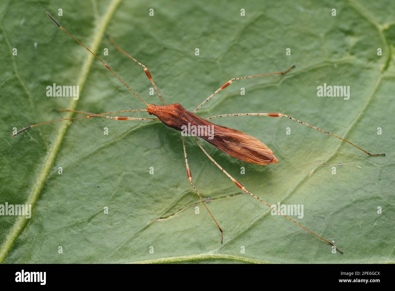 Overwintering Metatropis rufescens stiltbug on ivy leaf. Tipperary ...