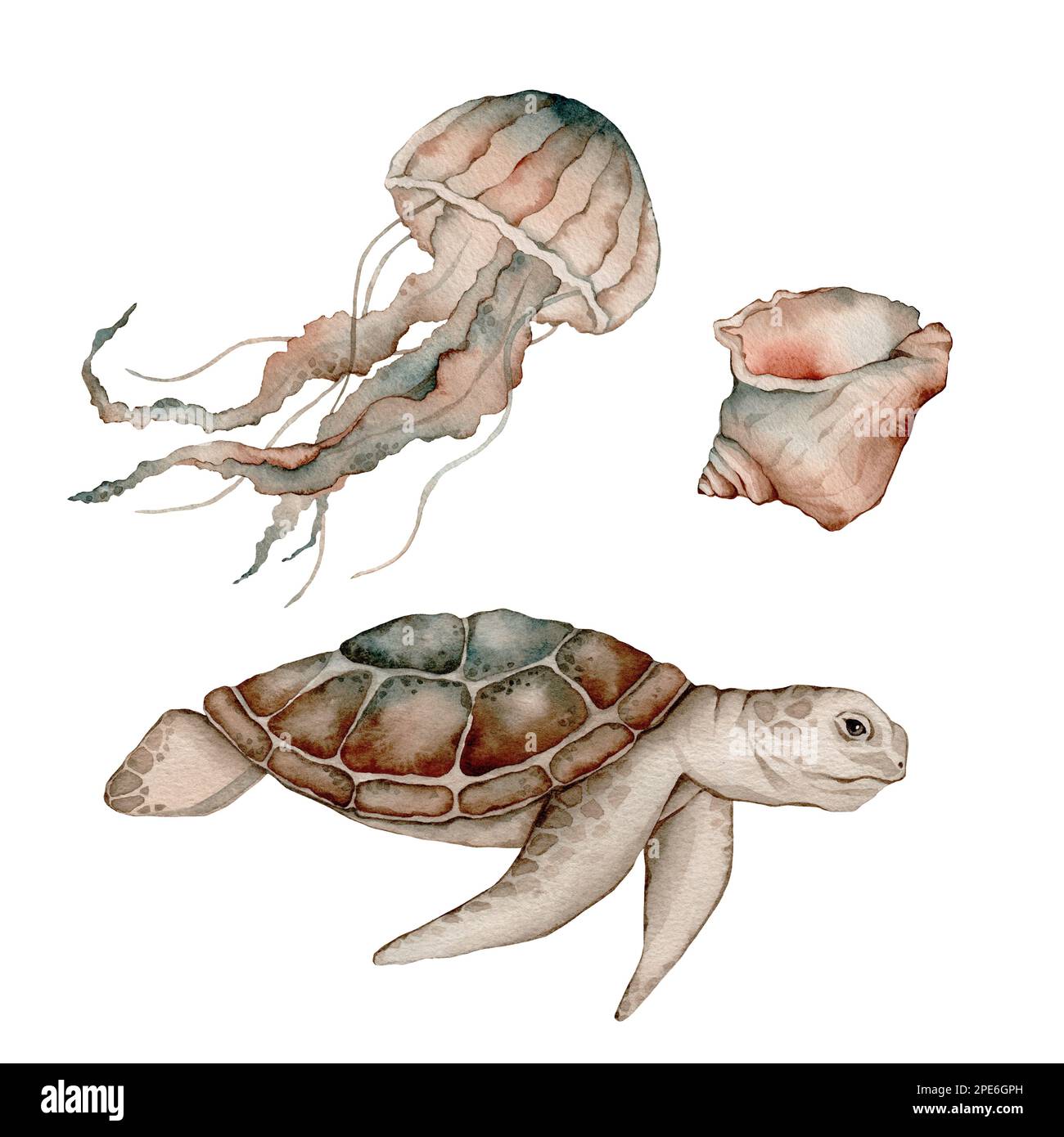 Set of sea animals poster. Blue, greeen, brown watercolor ocean shell ...