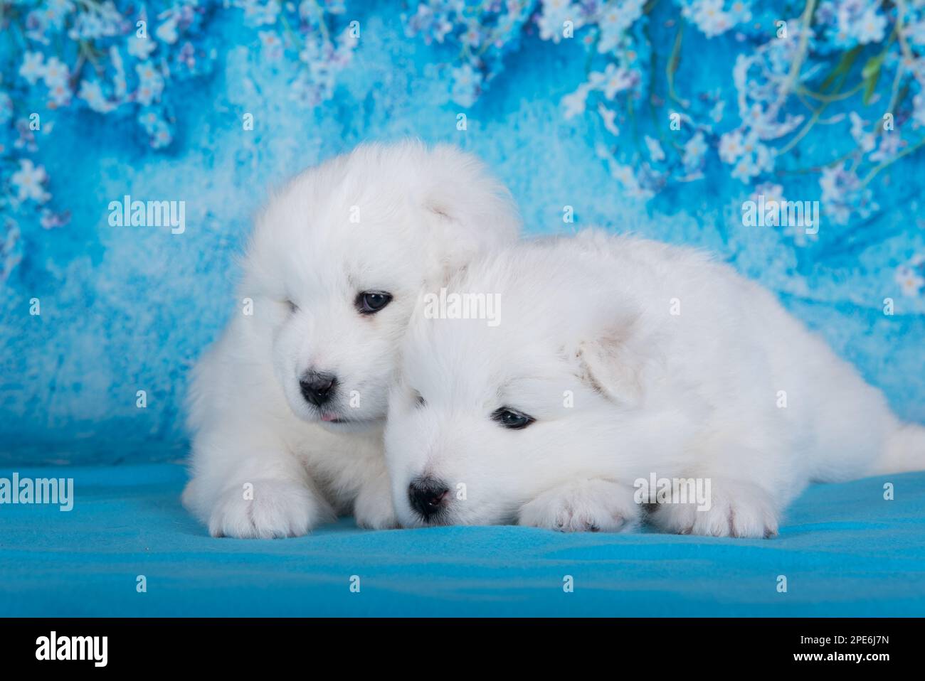 Two White fluffy small Samoyed puppies dogs are sitting on blue ...