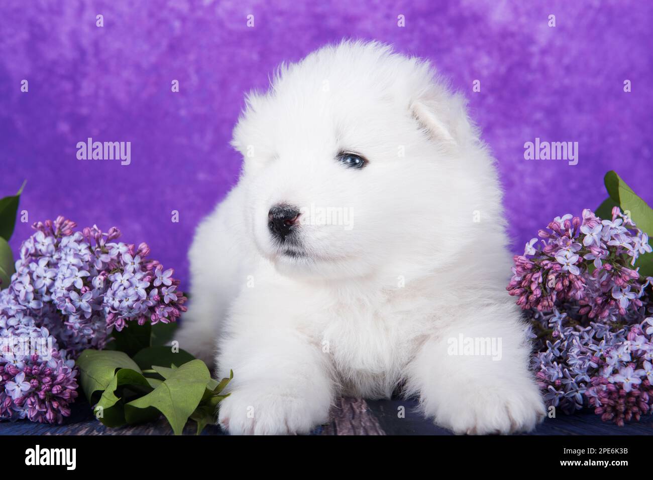 White fluffy small Samoyed puppy dog is sitting on purple background ...