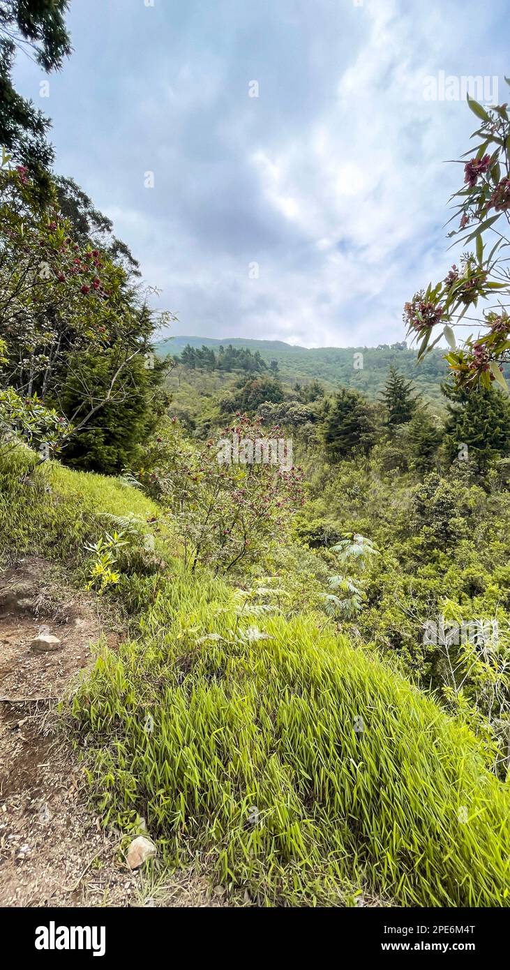 Green tree forest in city public park with green meadow grass nature ...