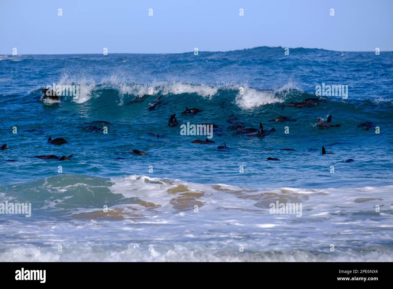 Seals in the water, seal colony, Robberg Island, Robberg Peninsula ...