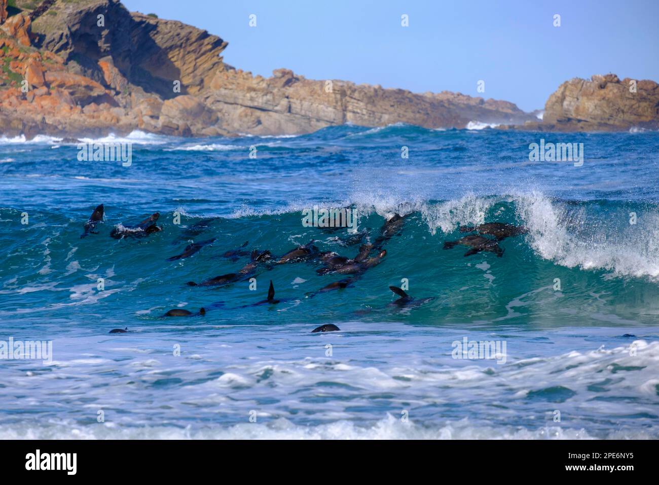Seals in the water, seal colony, Robberg Island, Robberg Peninsula ...