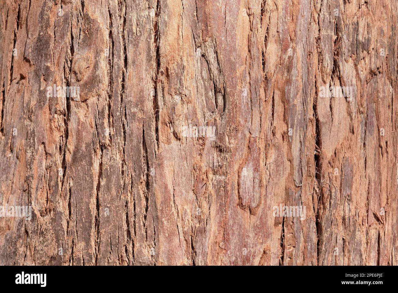 Texture of old cypress bark Stock Photo - Alamy