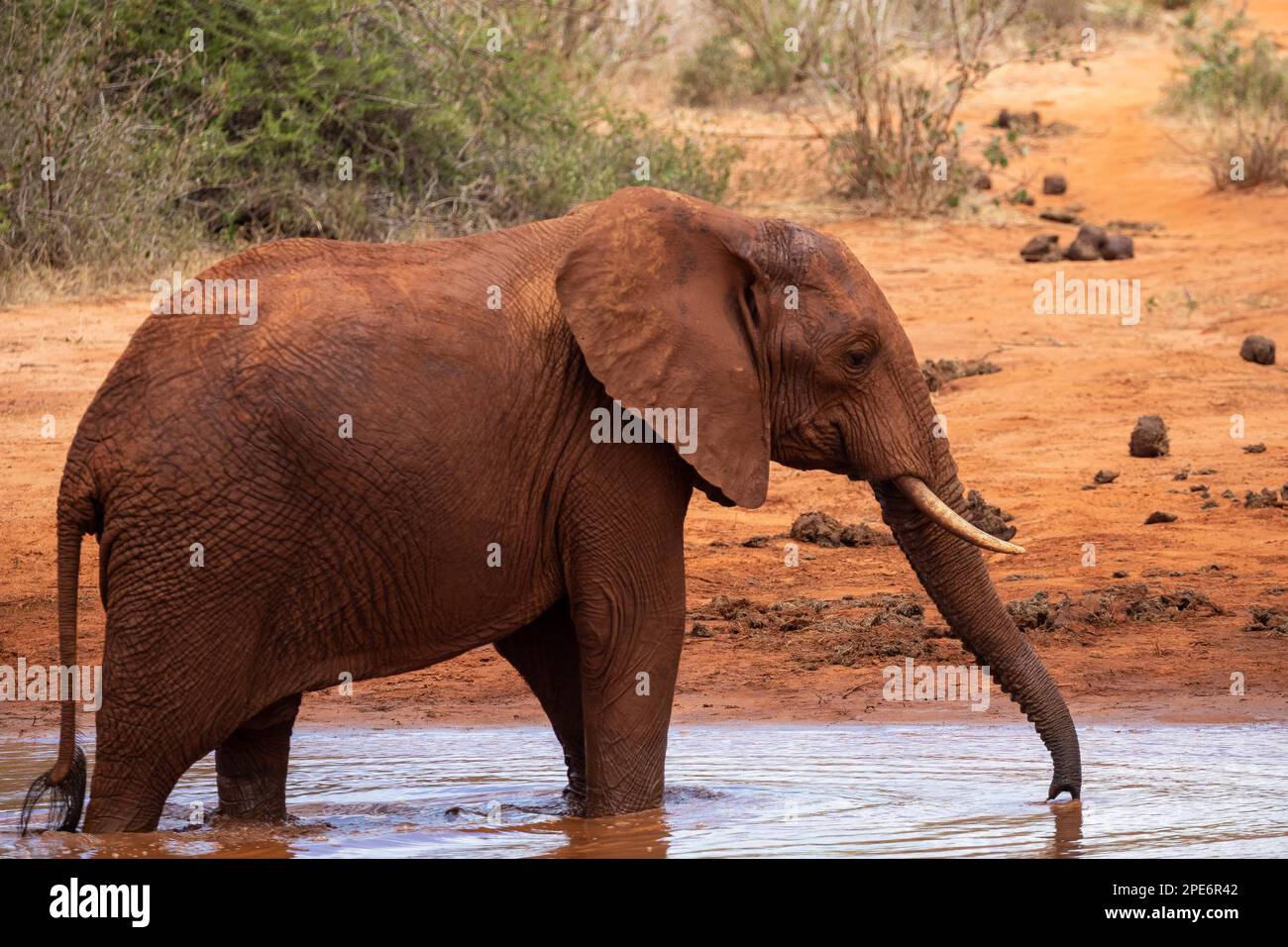A lone elephant in the savannah at a watering hole in Tsavo National ...